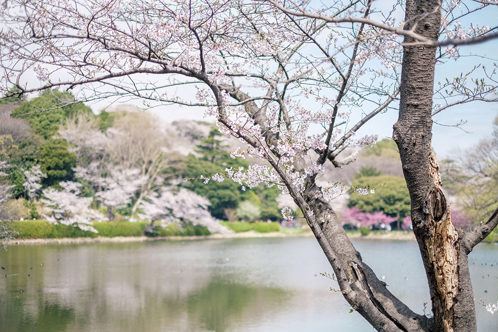 横浜市（神奈川県）